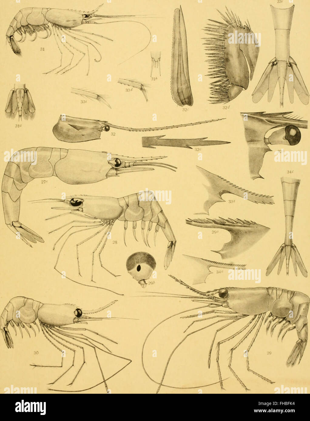 The Decapoda of the Siboga Expedition, a 1911 work documenting the ...
