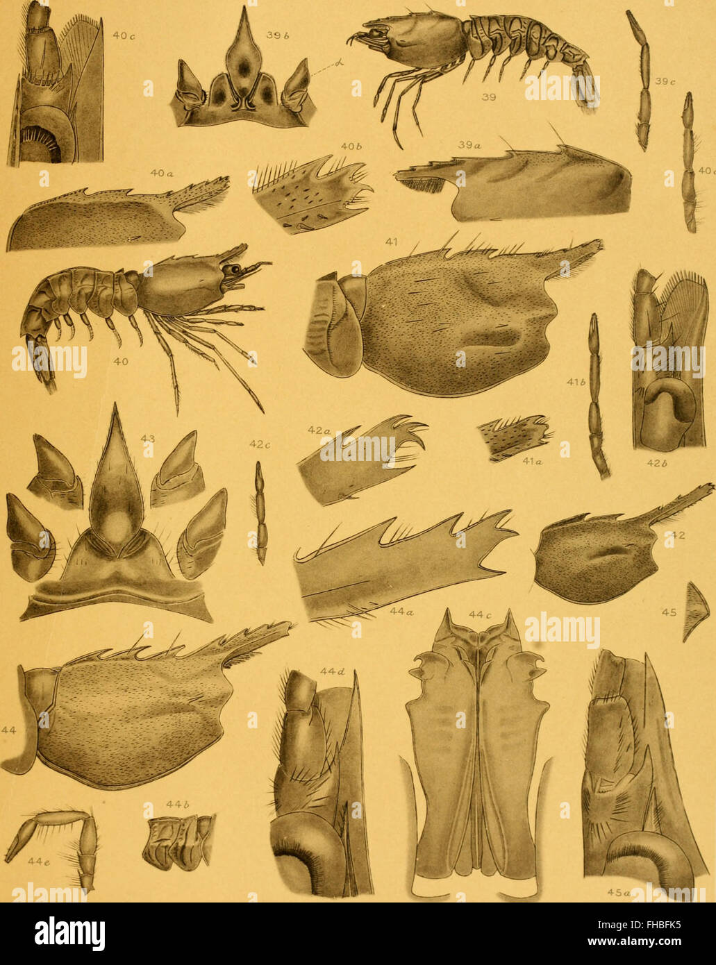 The Decapoda of the Siboga Expedition 1911, A scientific account of ...