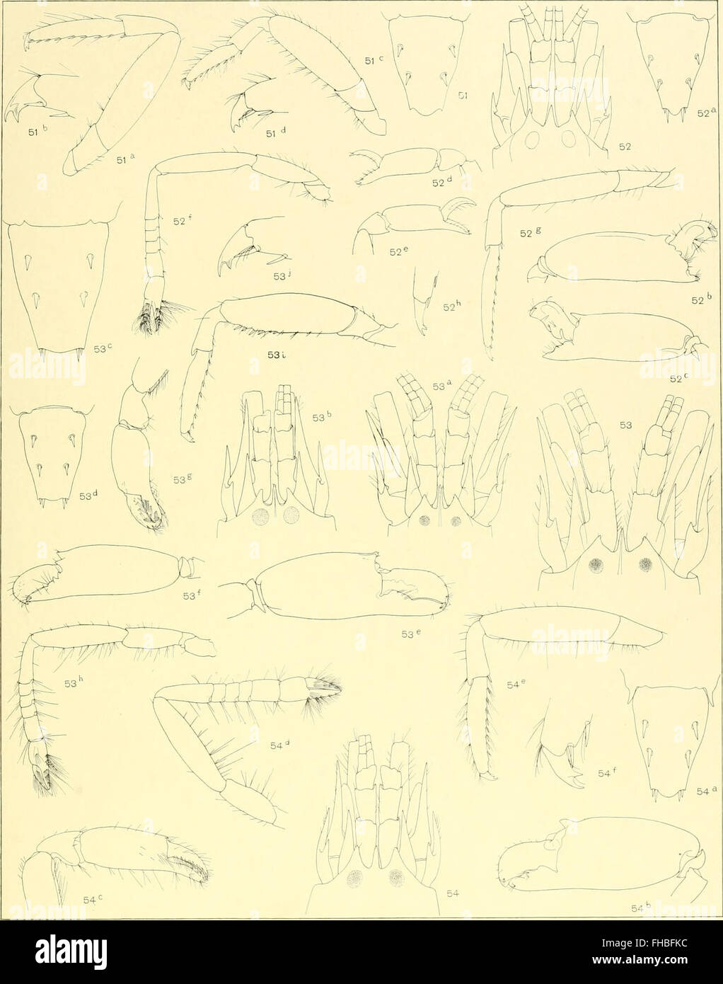 The Decapoda of the Siboga Expedition, a 1911 study detailing the ...
