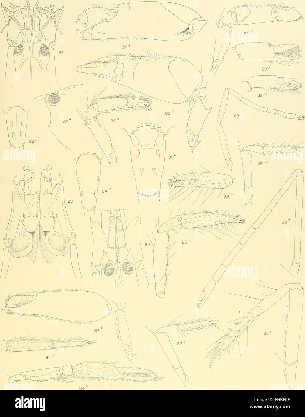 A comprehensive study of decapod crustaceans (such as crabs, lobsters ...