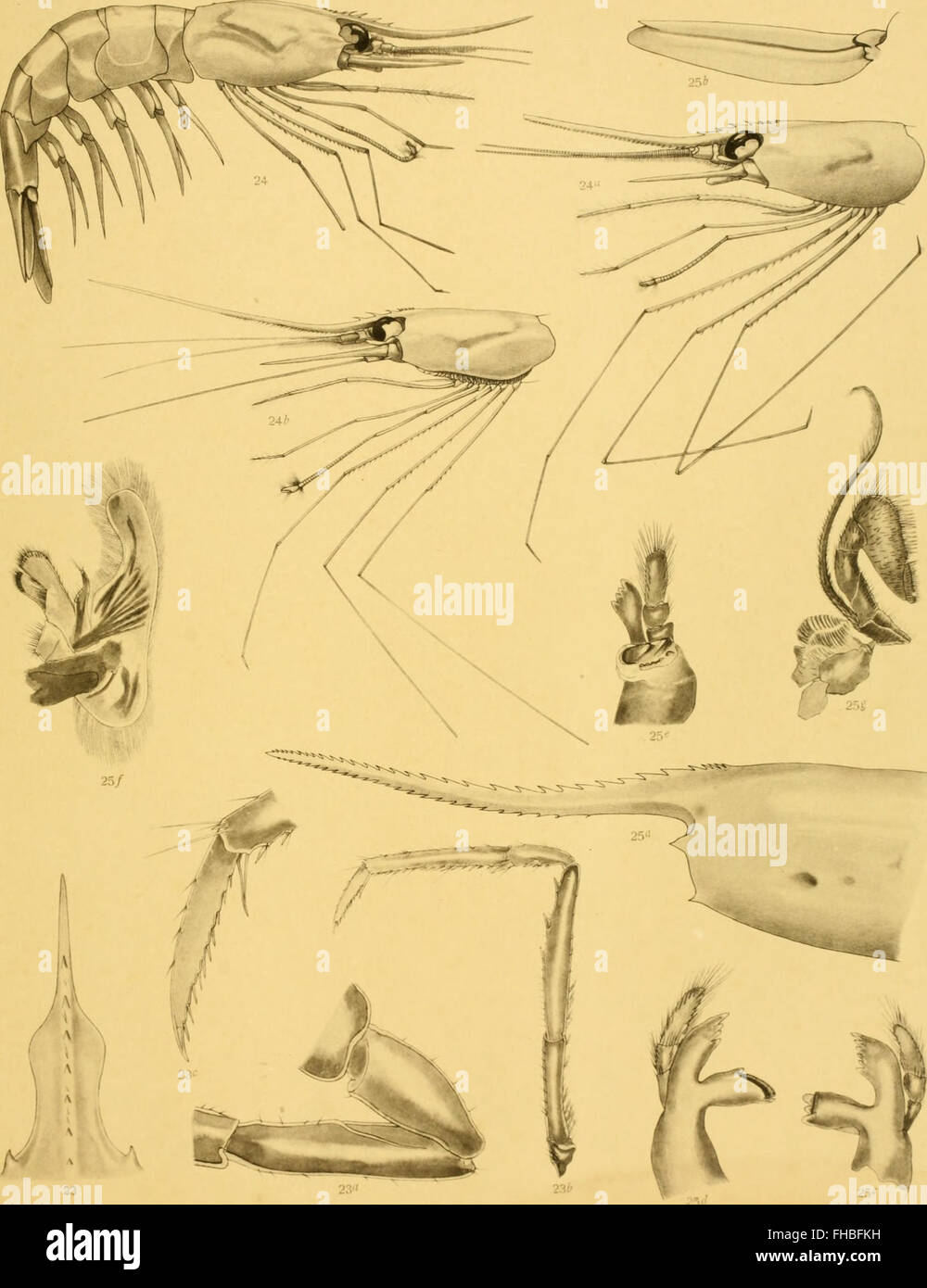 A comprehensive study of the Decapod crustaceans collected during the ...