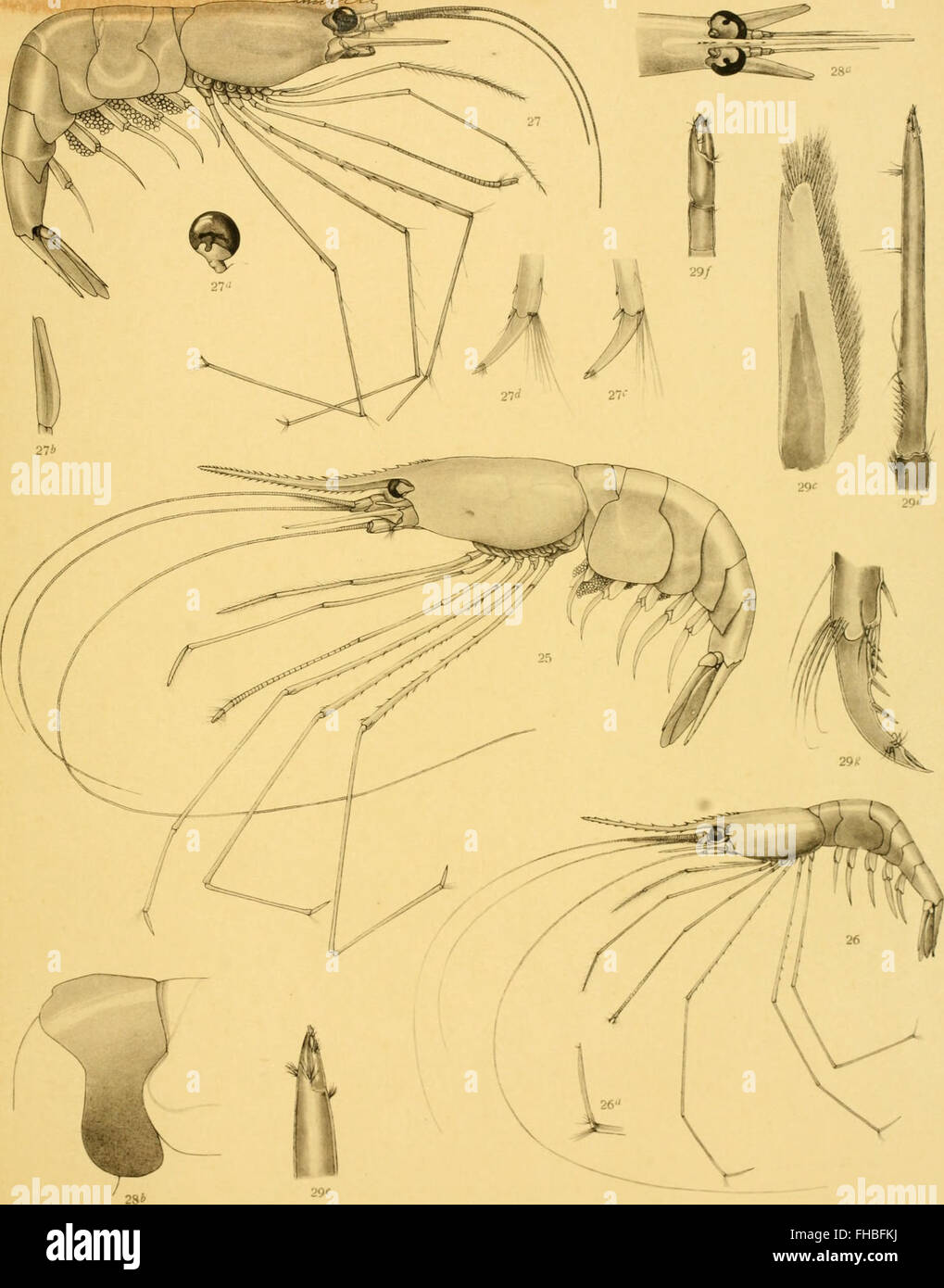 Ecological roles in marine environments hi-res stock photography and ...