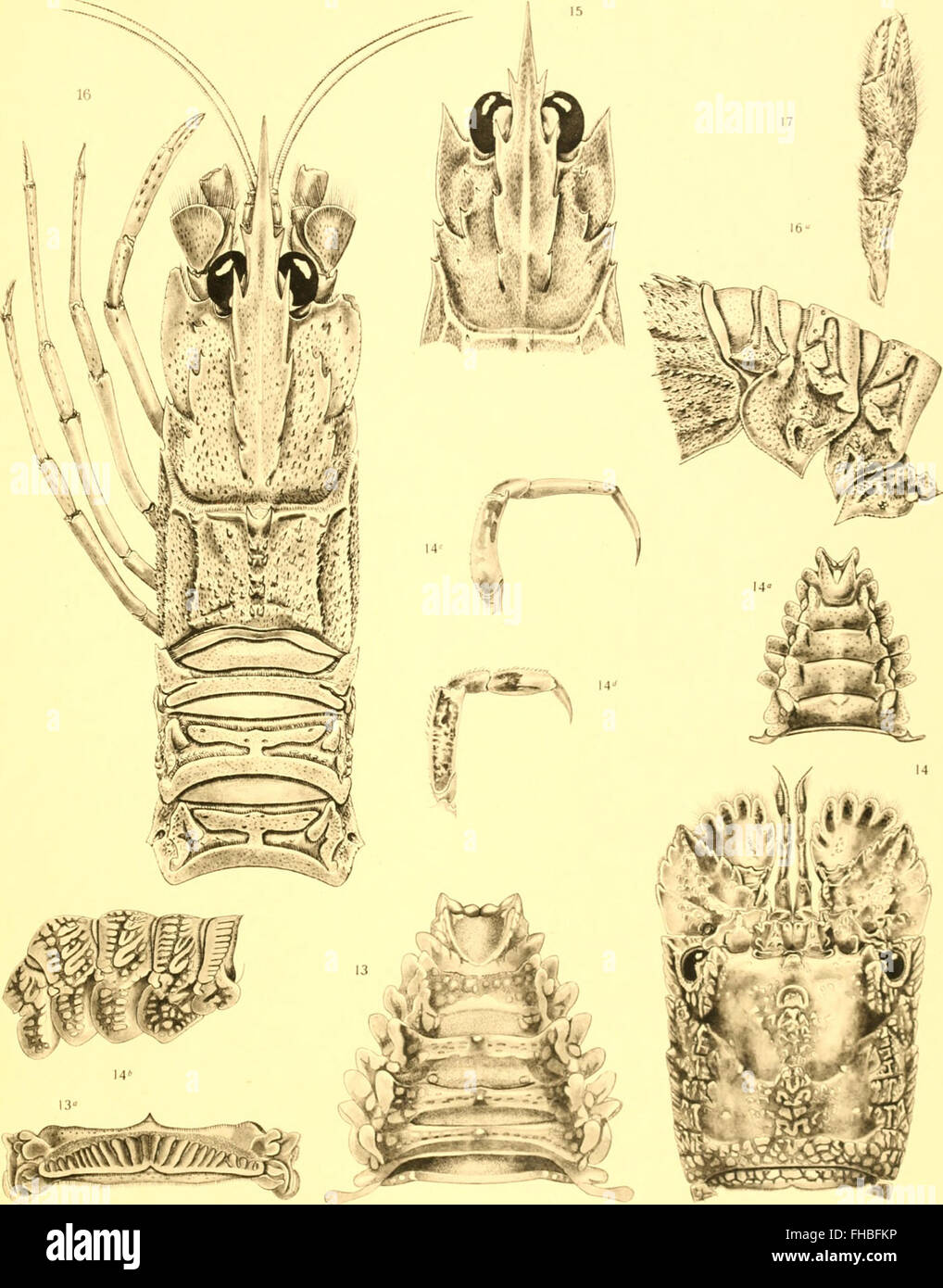 The Decapoda of the Siboga Expedition (1911-), a detailed study of the ...