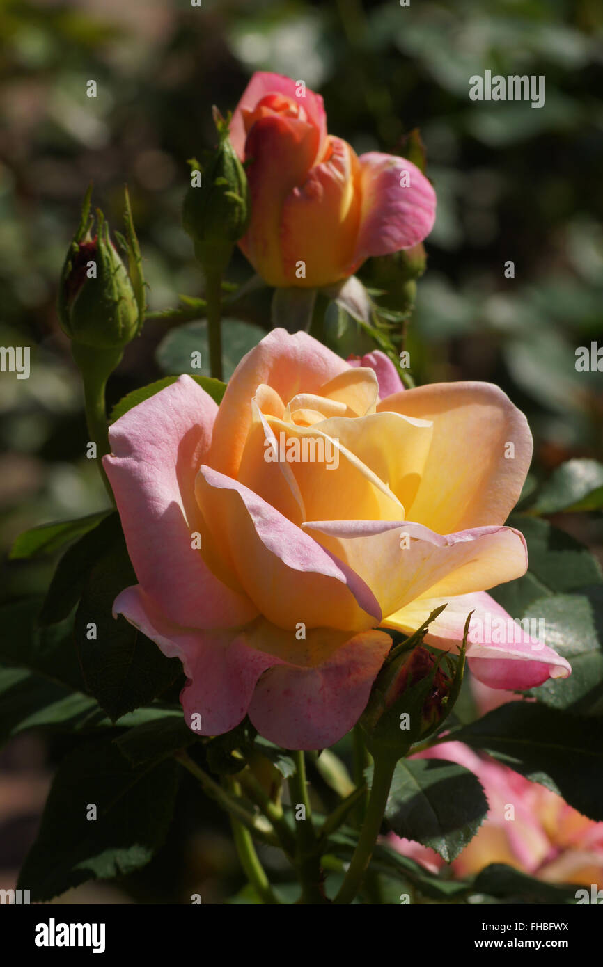 Rosa Inspiration, Hybrid-rose Stock Photo - Alamy