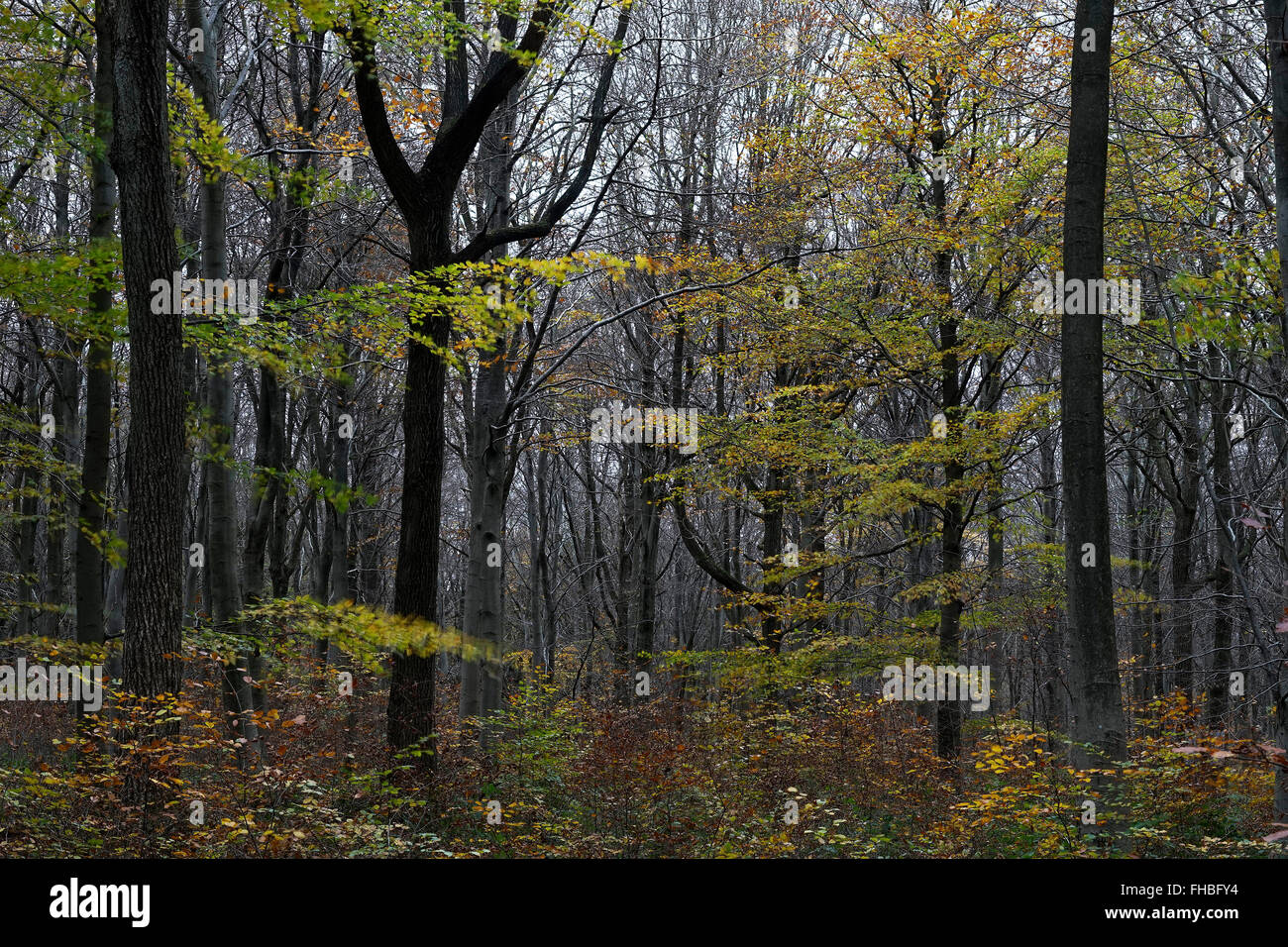 Autumn colour in the Wyre Forest near Kidderminster, Worcestershire ...
