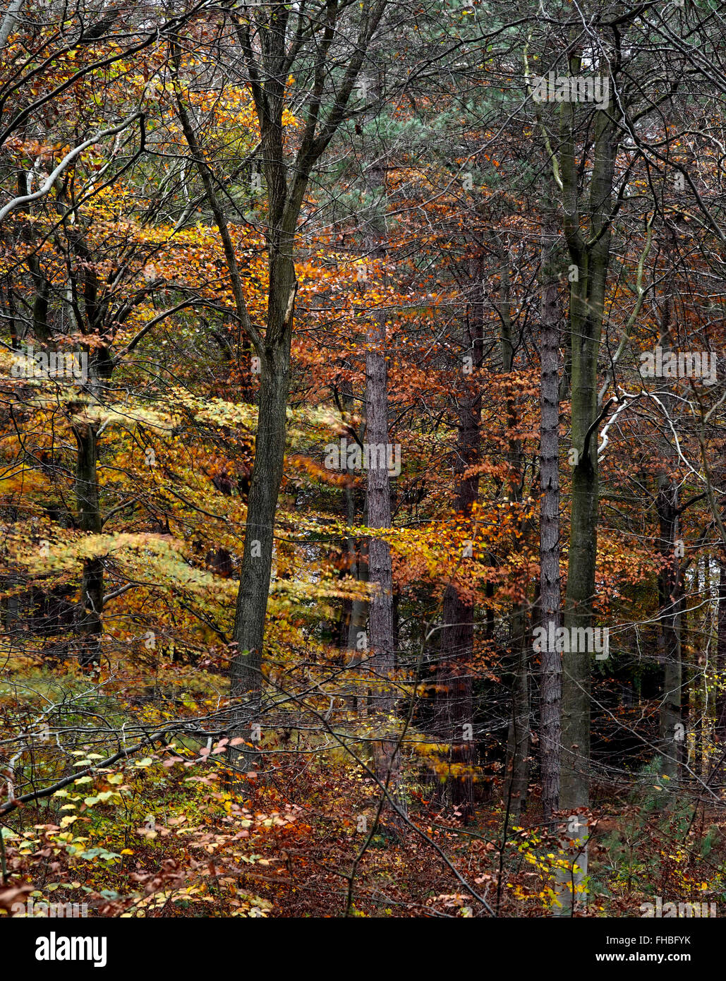 Autumn colour in the Wyre Forest near Kidderminster, Worcestershire ...