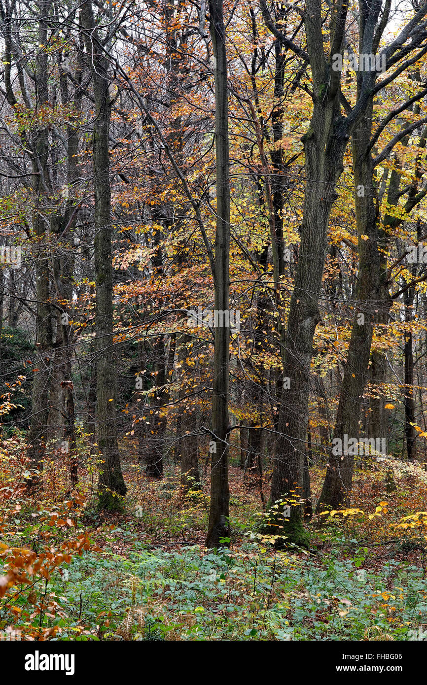 Autumn colour in the Wyre Forest near Kidderminster, Worcestershire ...