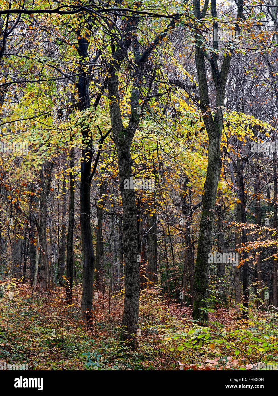 Trees in the wyre forest worcestershire england forest hi-res stock ...