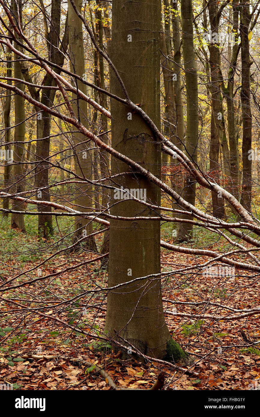 Autumn colour in the Wyre Forest near Kidderminster, Worcestershire ...