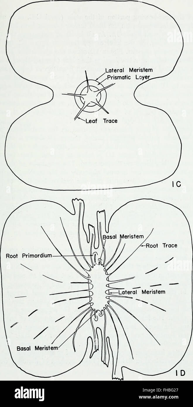 The developmental anatomy of Isoetes (1963) explores the growth and ...