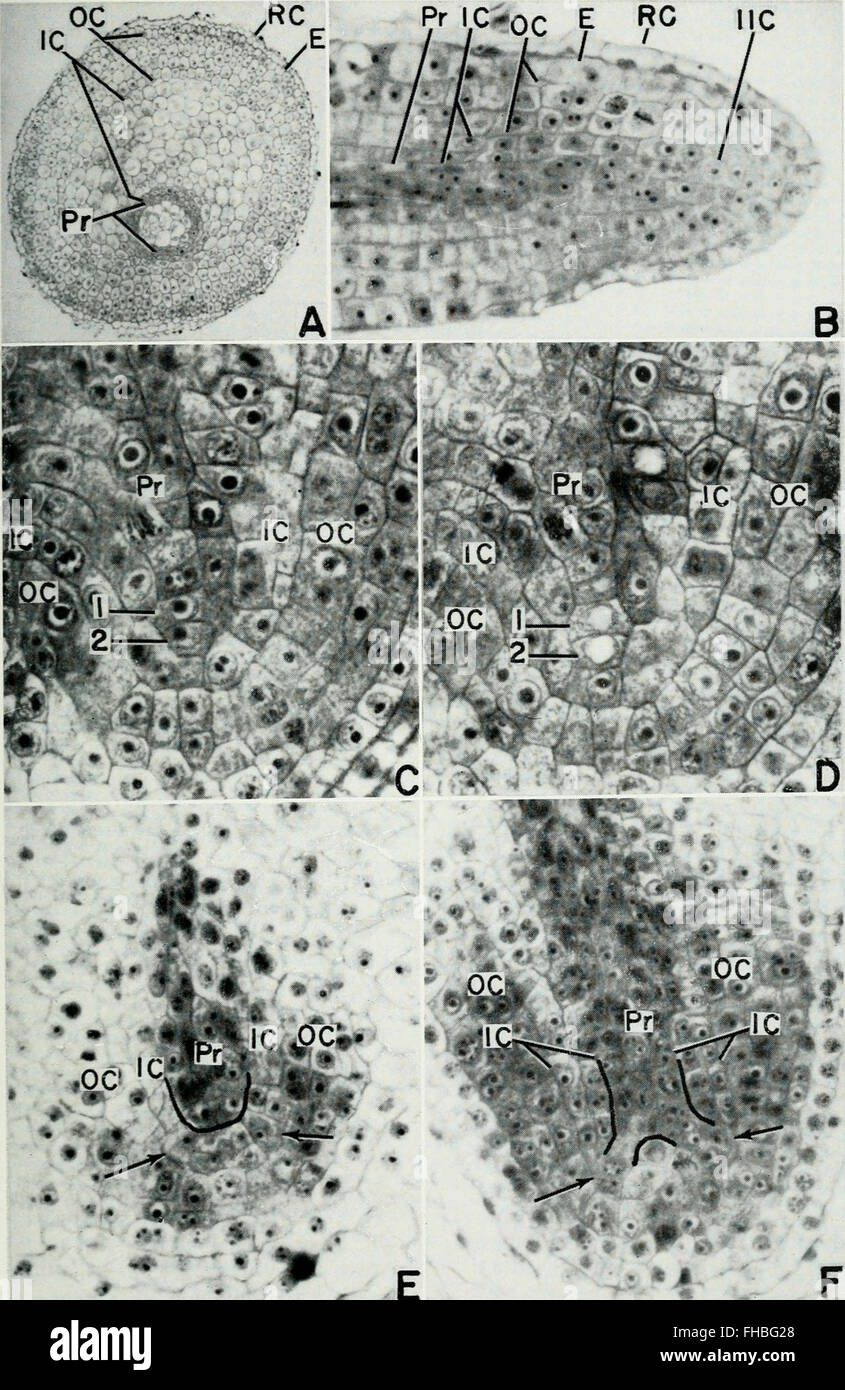 Developmental anatomy hi-res stock photography and images - Alamy