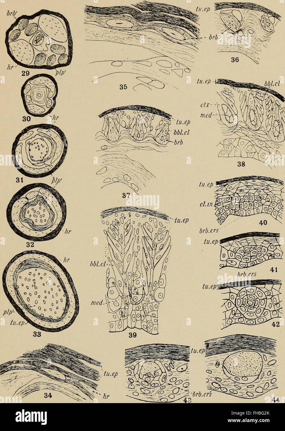 A 1907 study on the growth and development of feathers in nestlings ...
