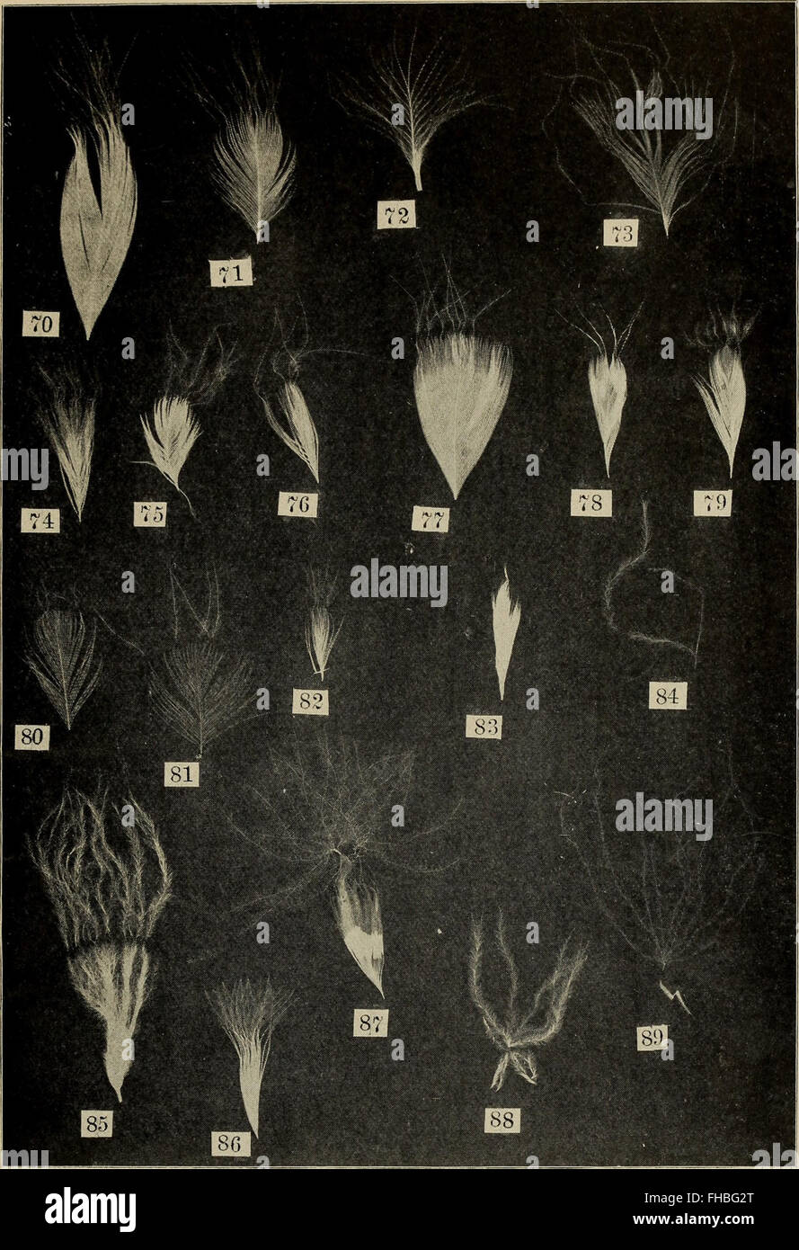 Highlighting stages of growth hi-res stock photography and images - Alamy
