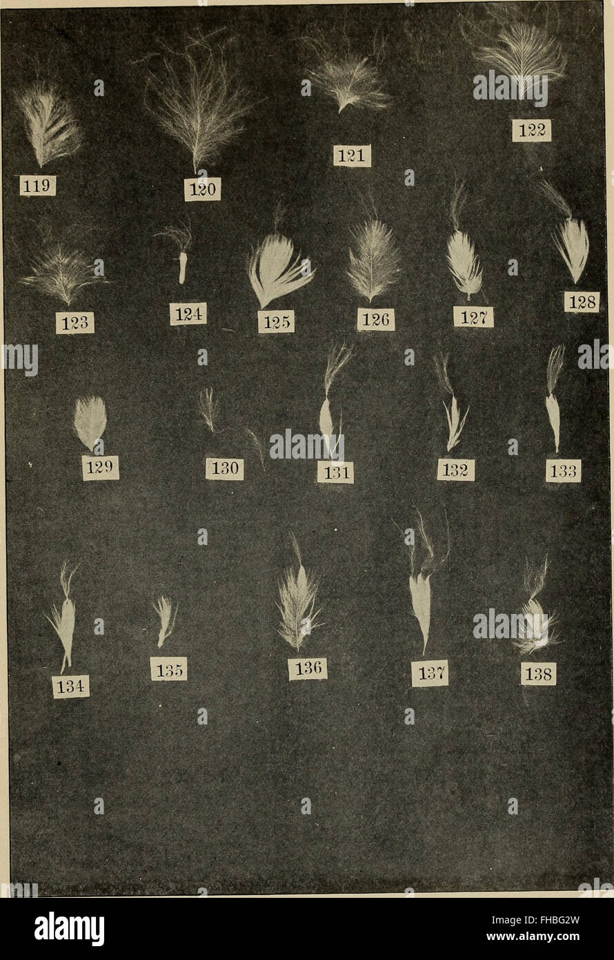 A scientific study of the development of feathers in nestling birds ...