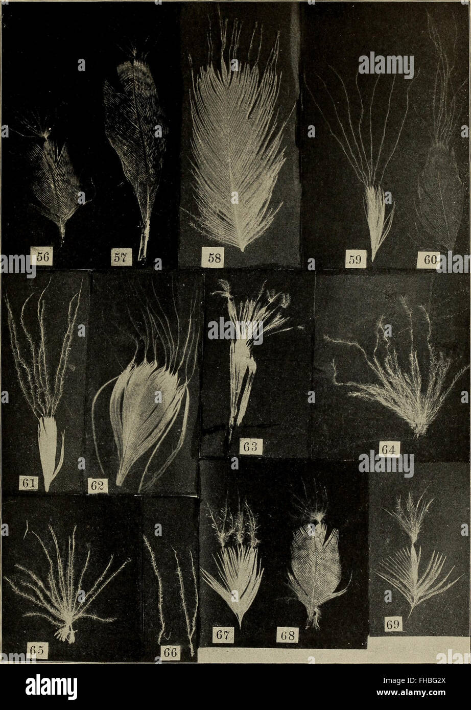 The Development of Nestling Feathers (1907), a study of the growth and ...