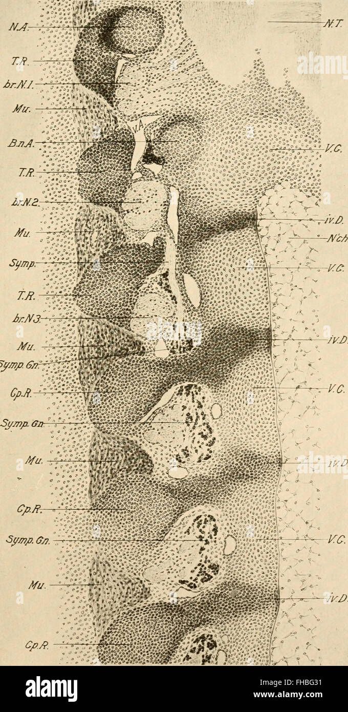 A scientific text from 1908 exploring the stages of chick development ...