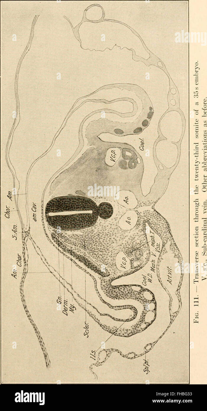 Stages of avian embryology hi-res stock photography and images - Alamy