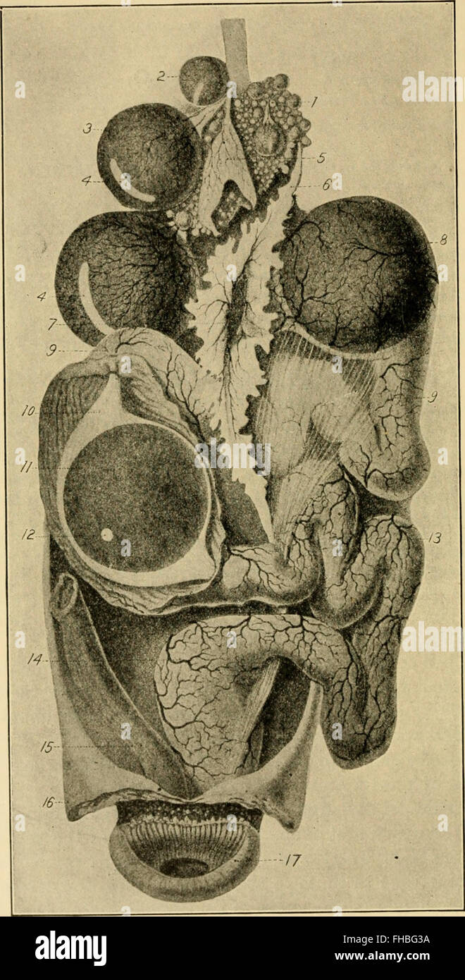 A foundational introduction to embryology, focusing on the development ...