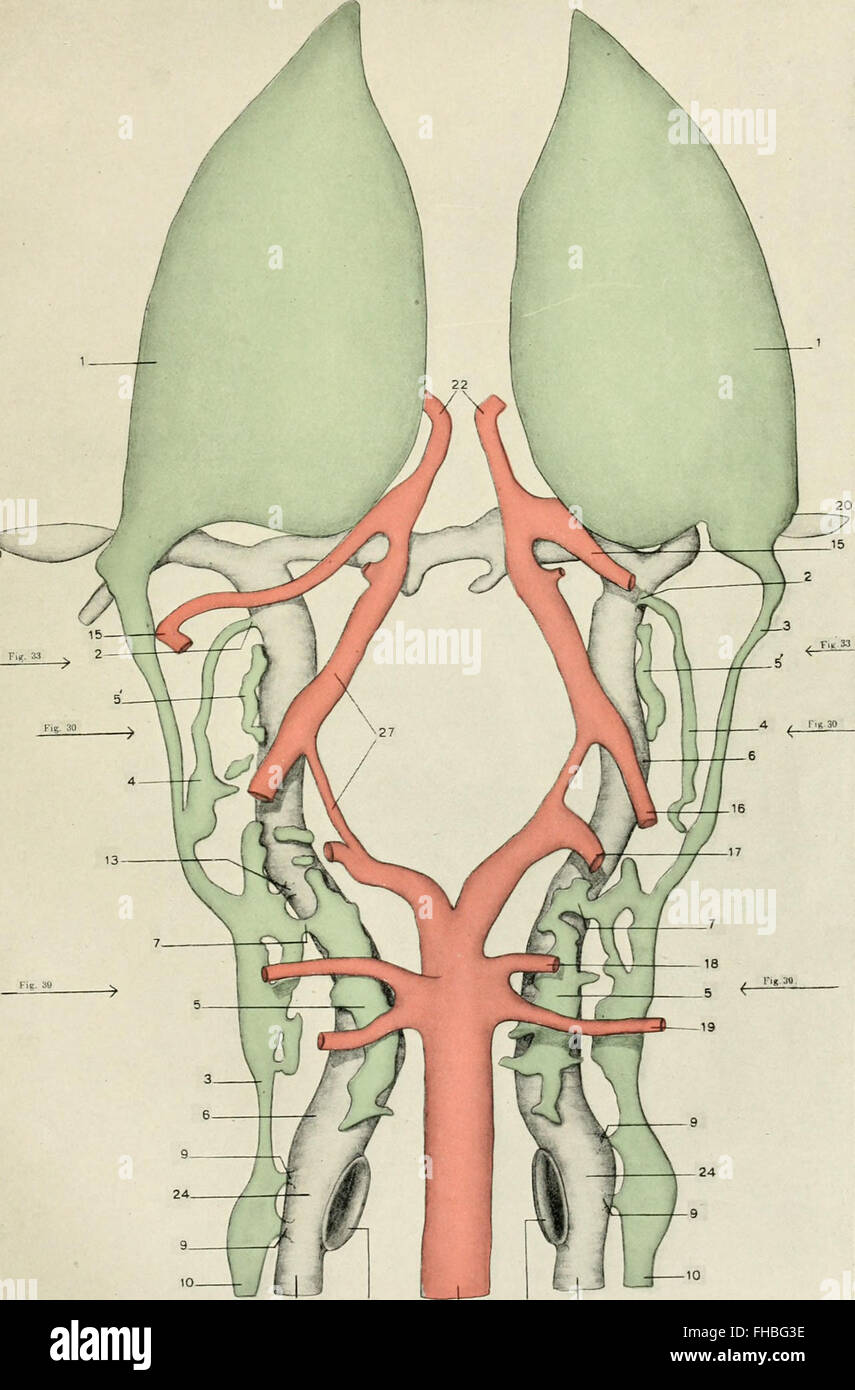 A 1915 study on the lymphatic system development in fish, specifically ...