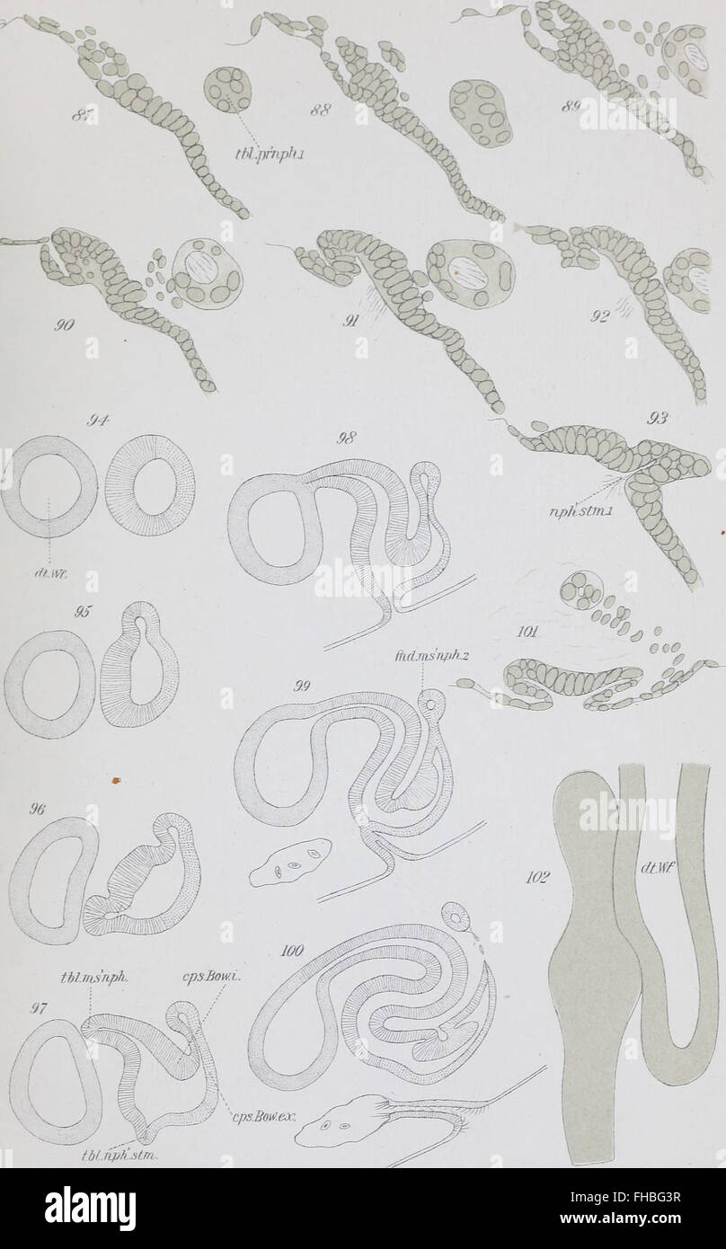 The development of the mesonephros and Müllerian duct in amphibians, as ...