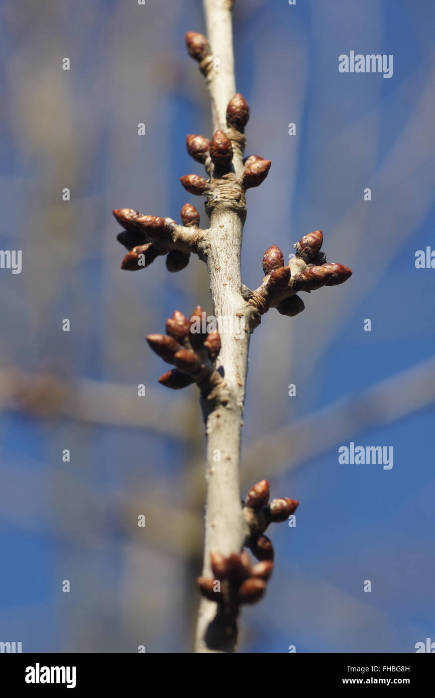 Sweet cherry tree, flower-buds Stock Photo - Alamy