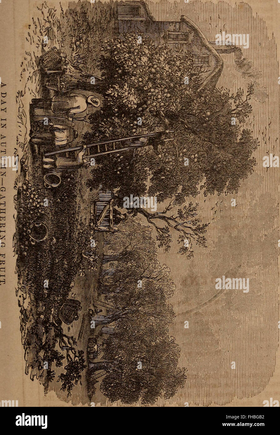 Agricultural practices, rural life, 19th-century farming, practical ...