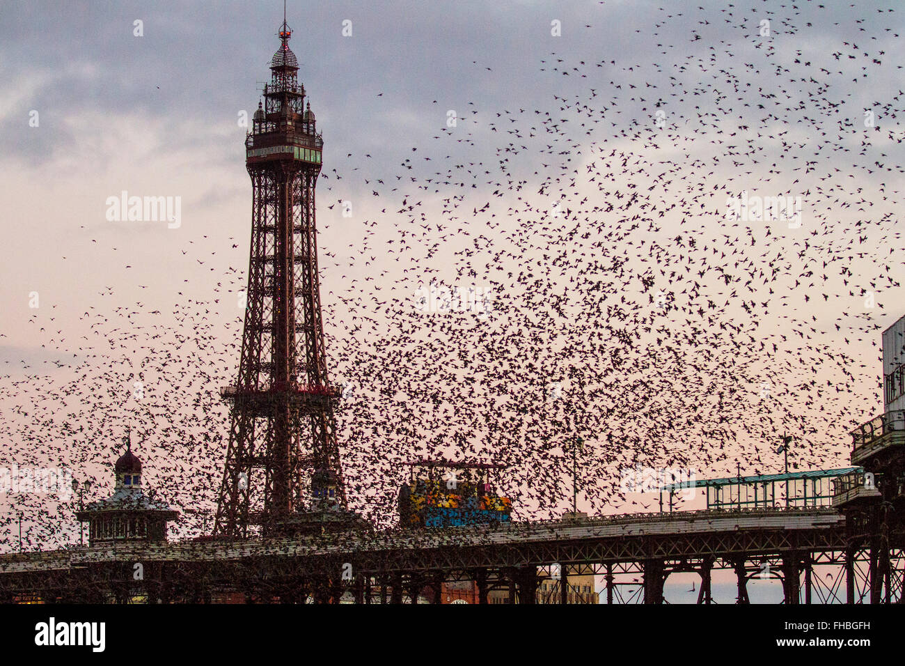 Birds in Flight, flying in the clouds flocks of Starlings at Blackpool ...