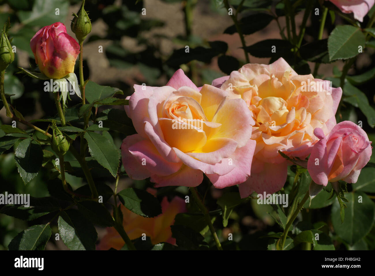 Rosa Inspiration, Hybrid-rose Stock Photo - Alamy