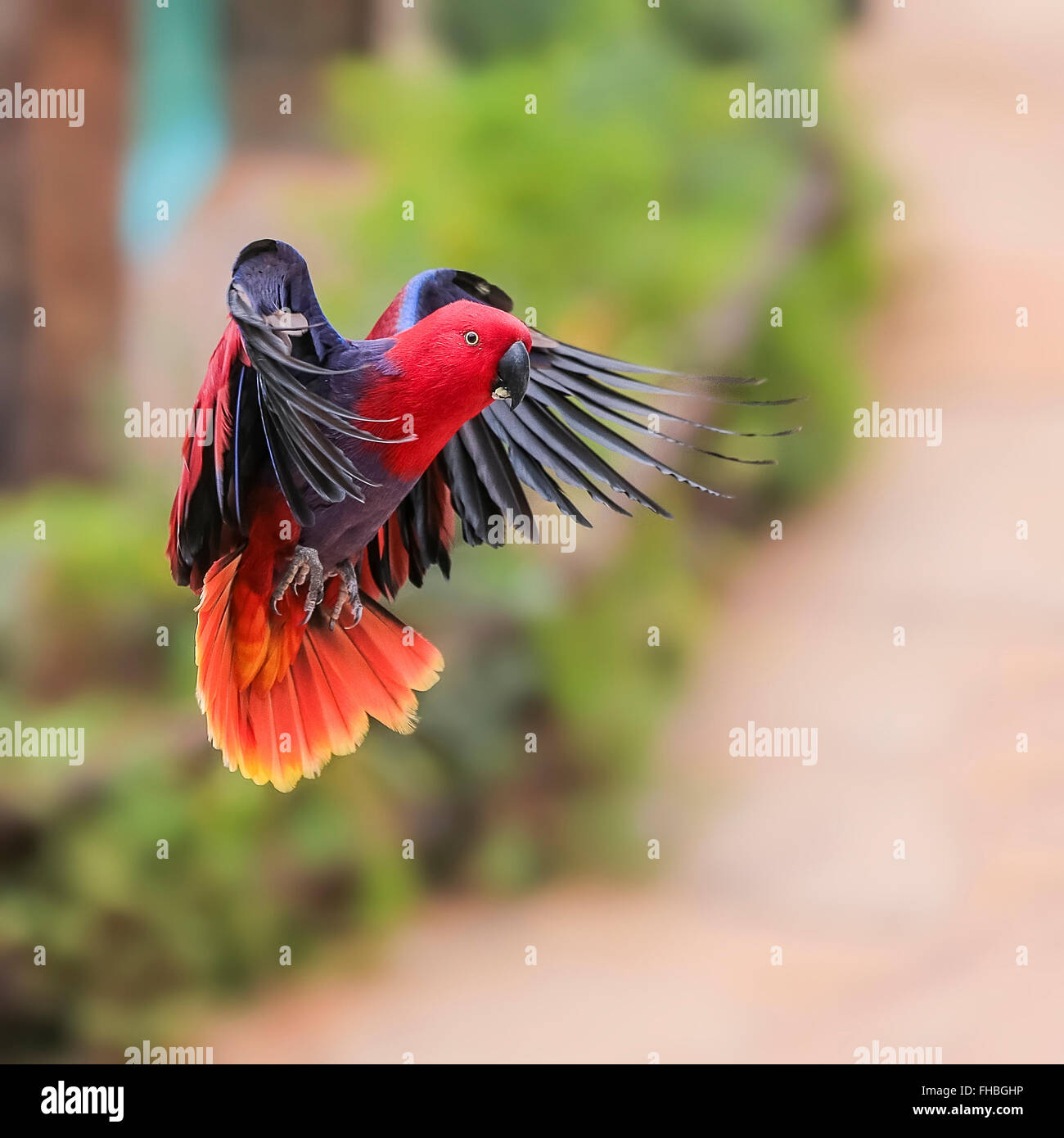 Animals in their natural habitats hi-res stock photography and images ...