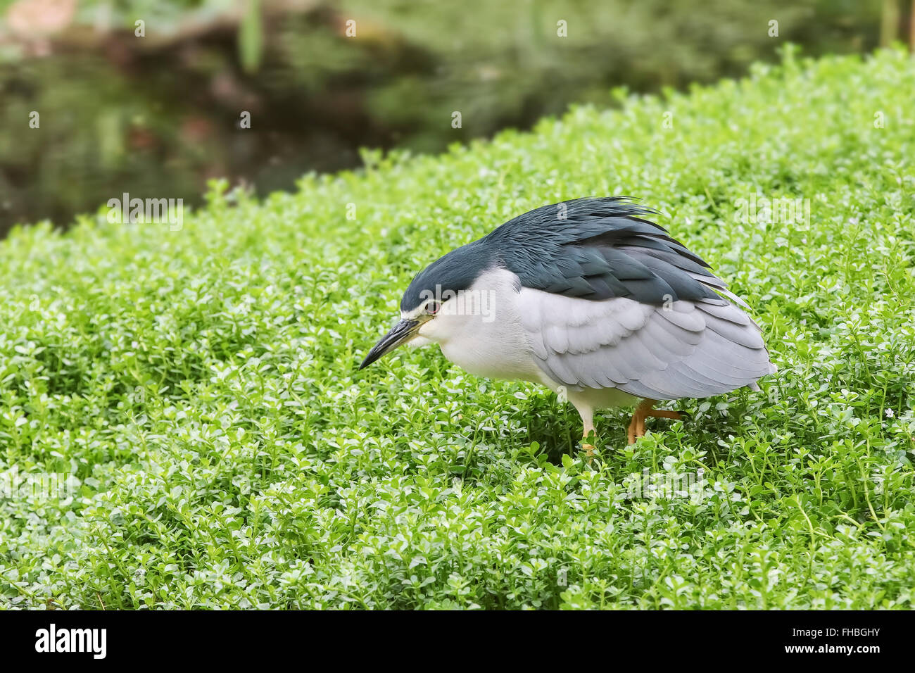 Wildlife, natural habitats in the wild. The summer period Stock Photo ...