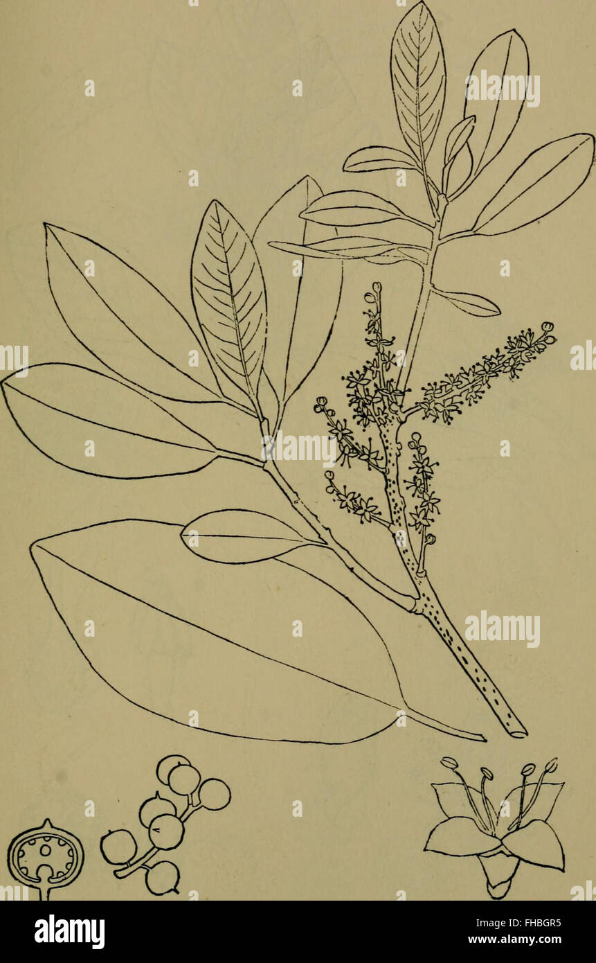 A comprehensive study of the plant life on the Nilgiri and Pulney Hill ...