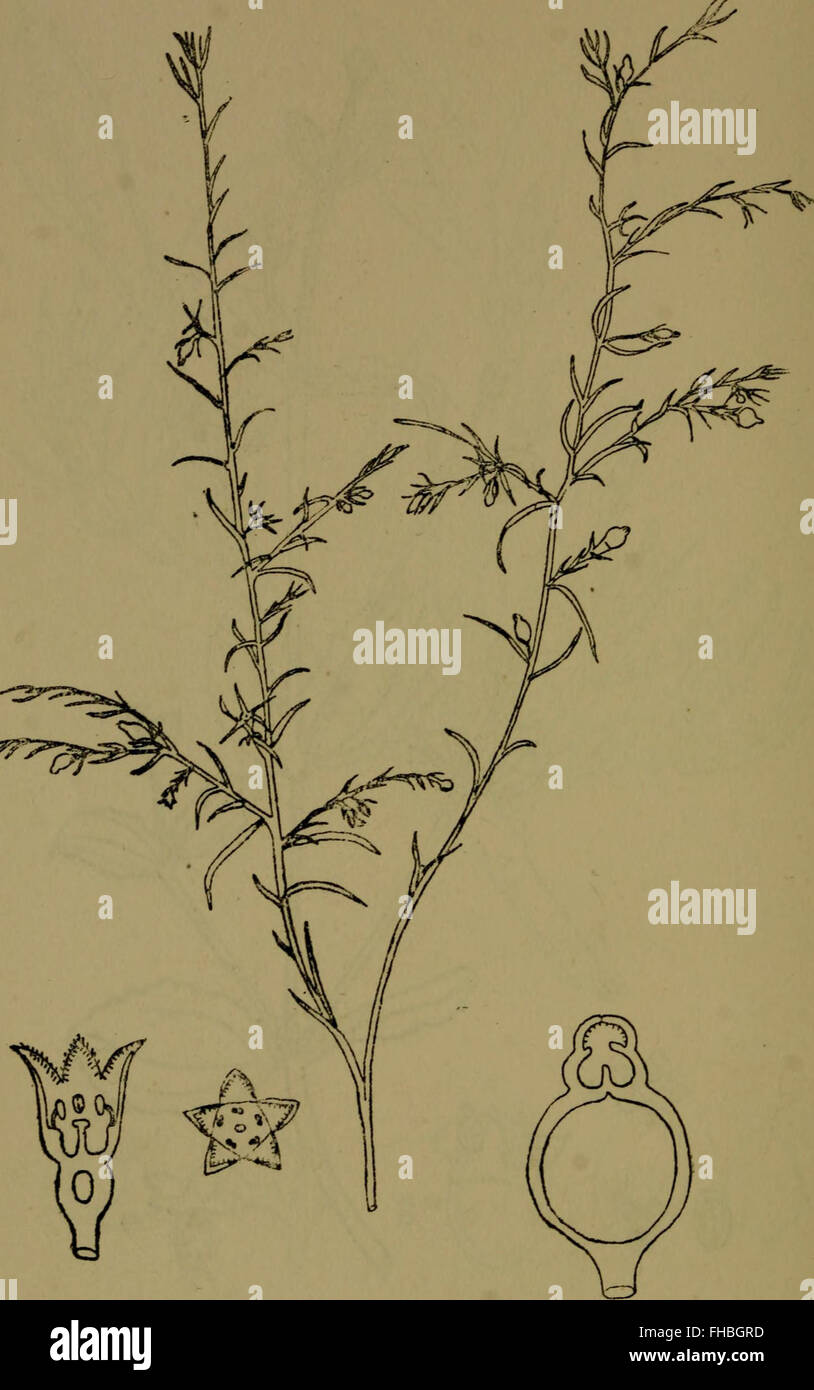 A Foundational Text In Botany Offering A Classification Of Plants Through Illustrations And