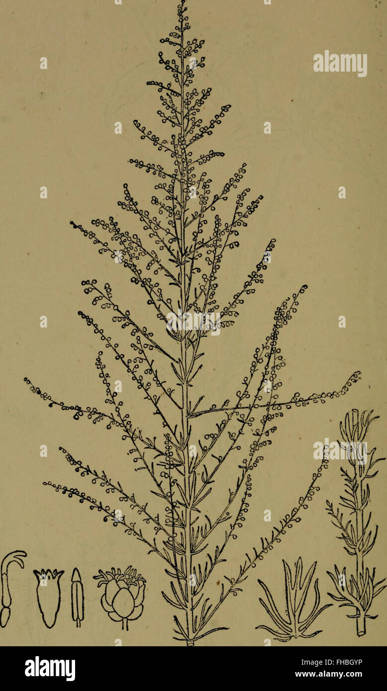 Flora study of Nilgiri and Pulney Hills, detailing plant life in these ...
