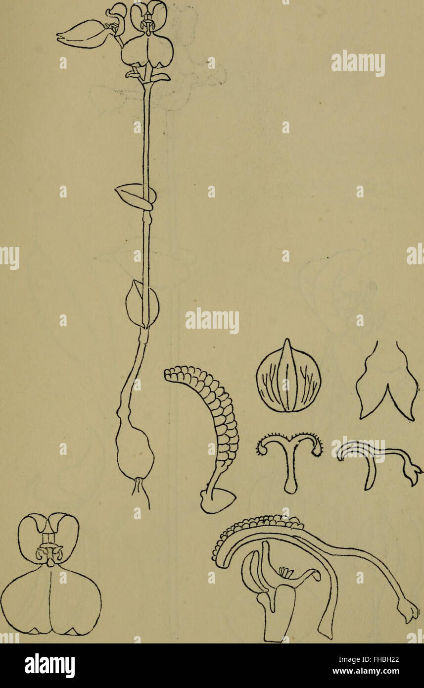 Role in botanical studies hi-res stock photography and images - Alamy