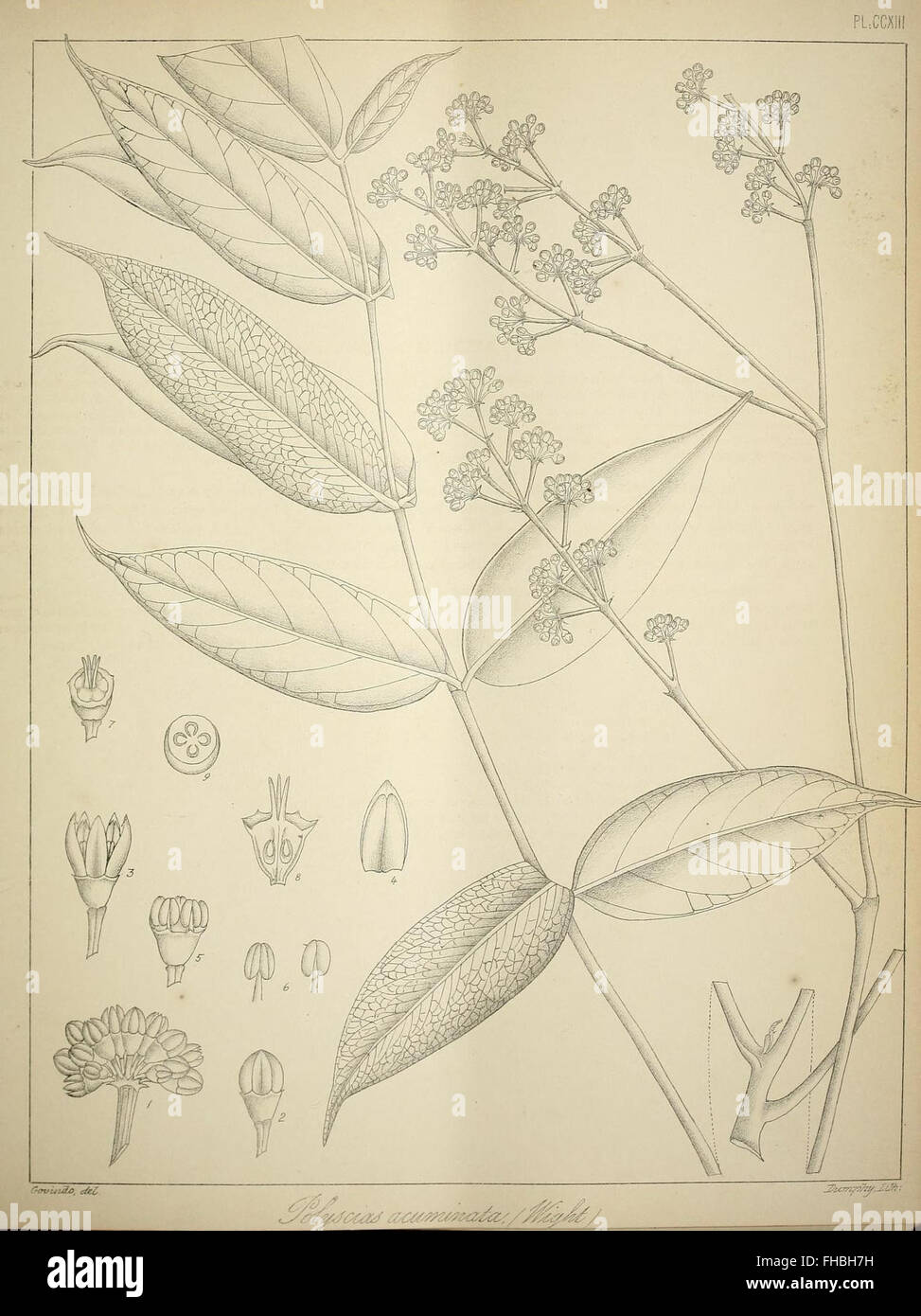 The flora sylvatica for southern India, Botany India Pictorial works ...