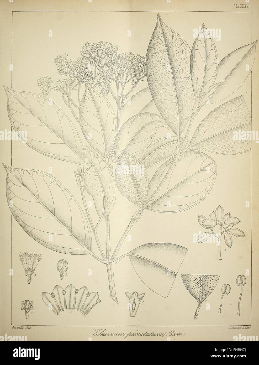The flora sylvatica for southern India, Botany India, Pictorial works ...