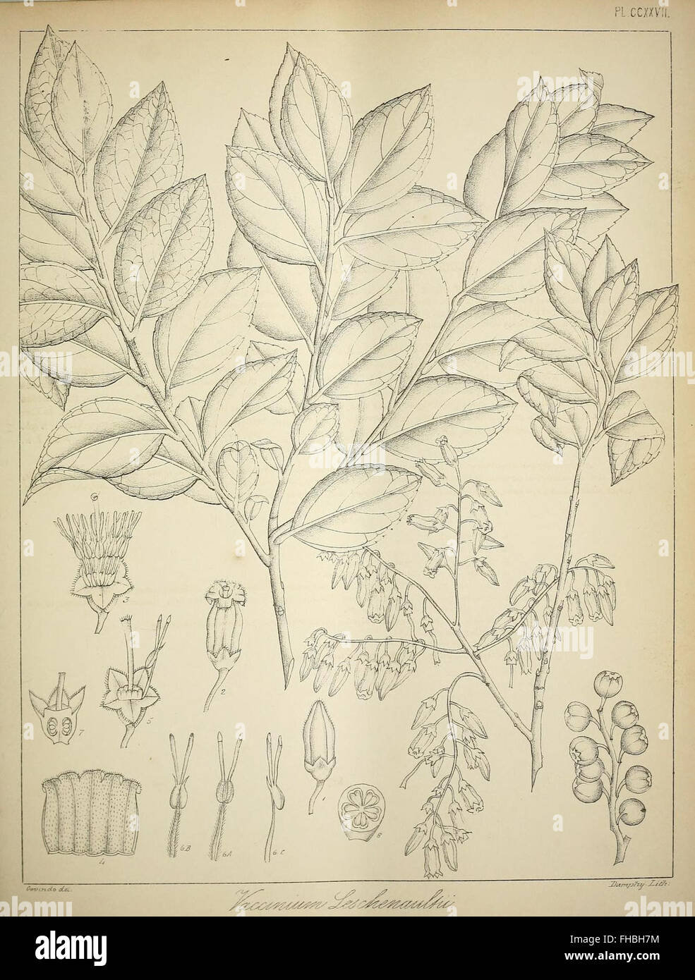 A botanical work on the native flora of southern India, focusing on ...