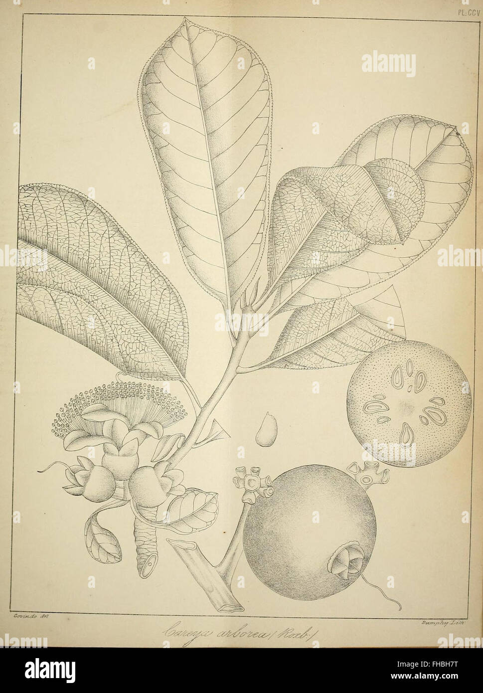 A botanical work detailing the tree species of southern India, archived ...