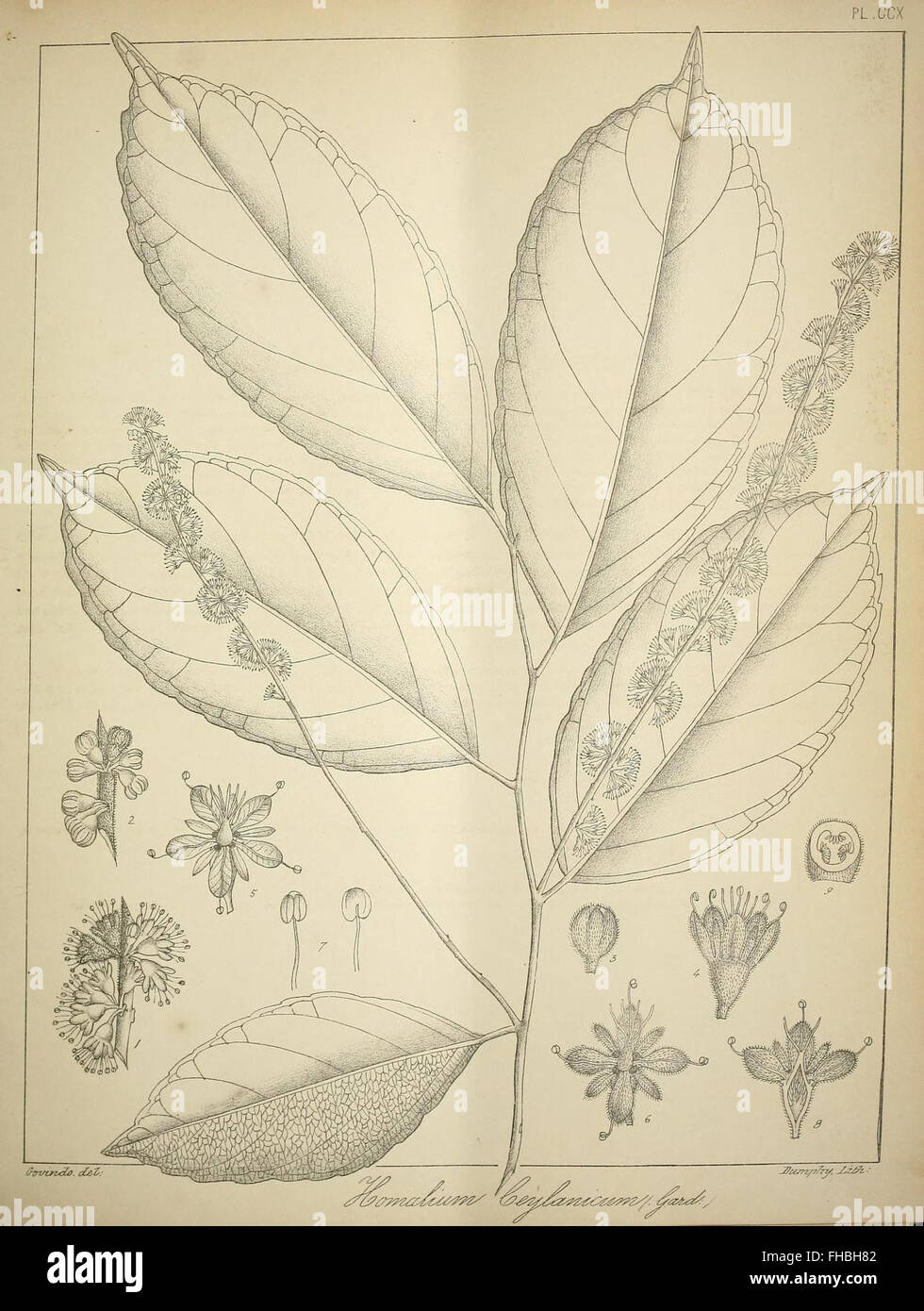 The flora sylvatica for southern India, Botany India Pictorial works ...