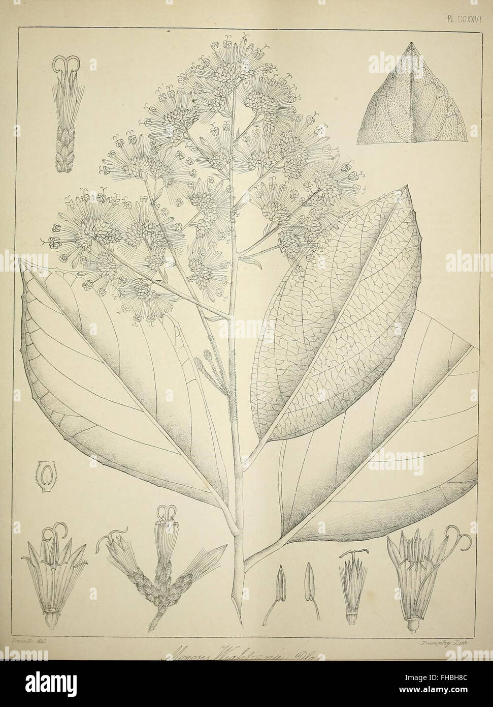A botanical study of the flora sylvatica (wild plants) in southern ...