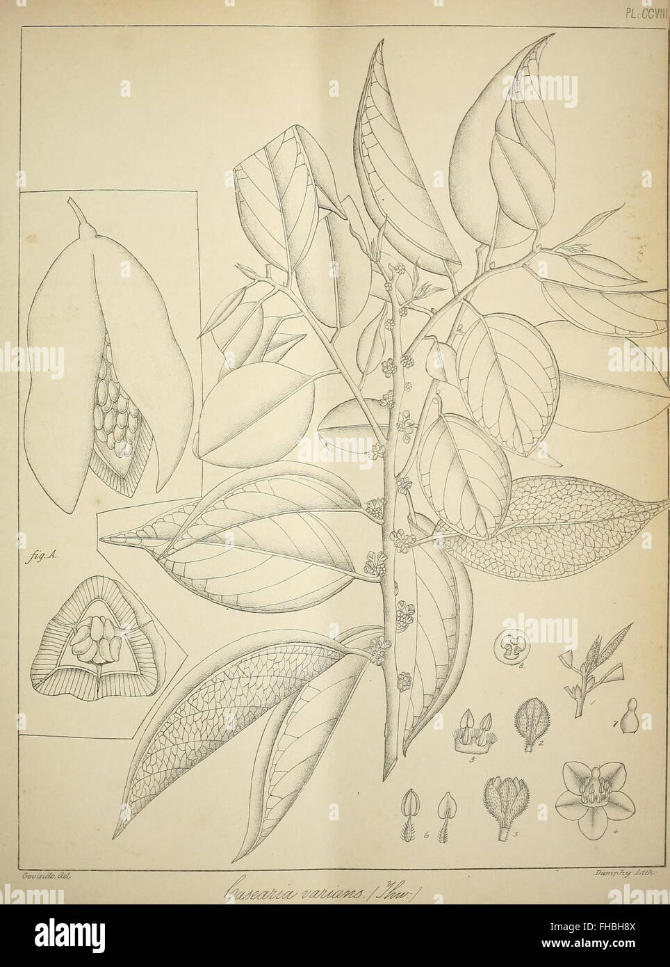 Botany India Pictorial works Smithsonian Libraries Trees Stock Photo ...