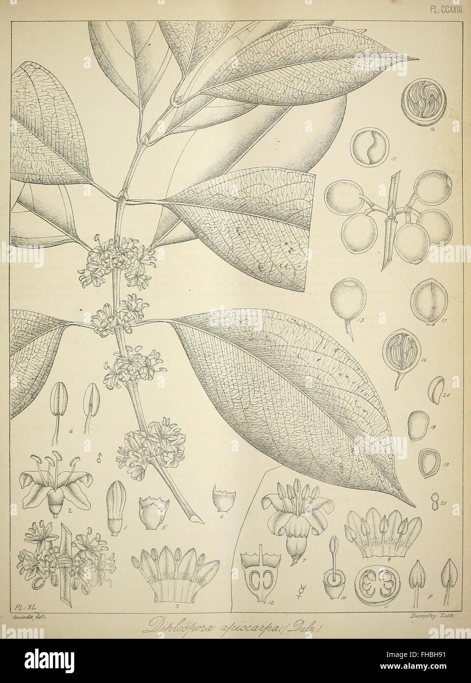 The Flora Sylvatica for Southern India, a botanical reference ...
