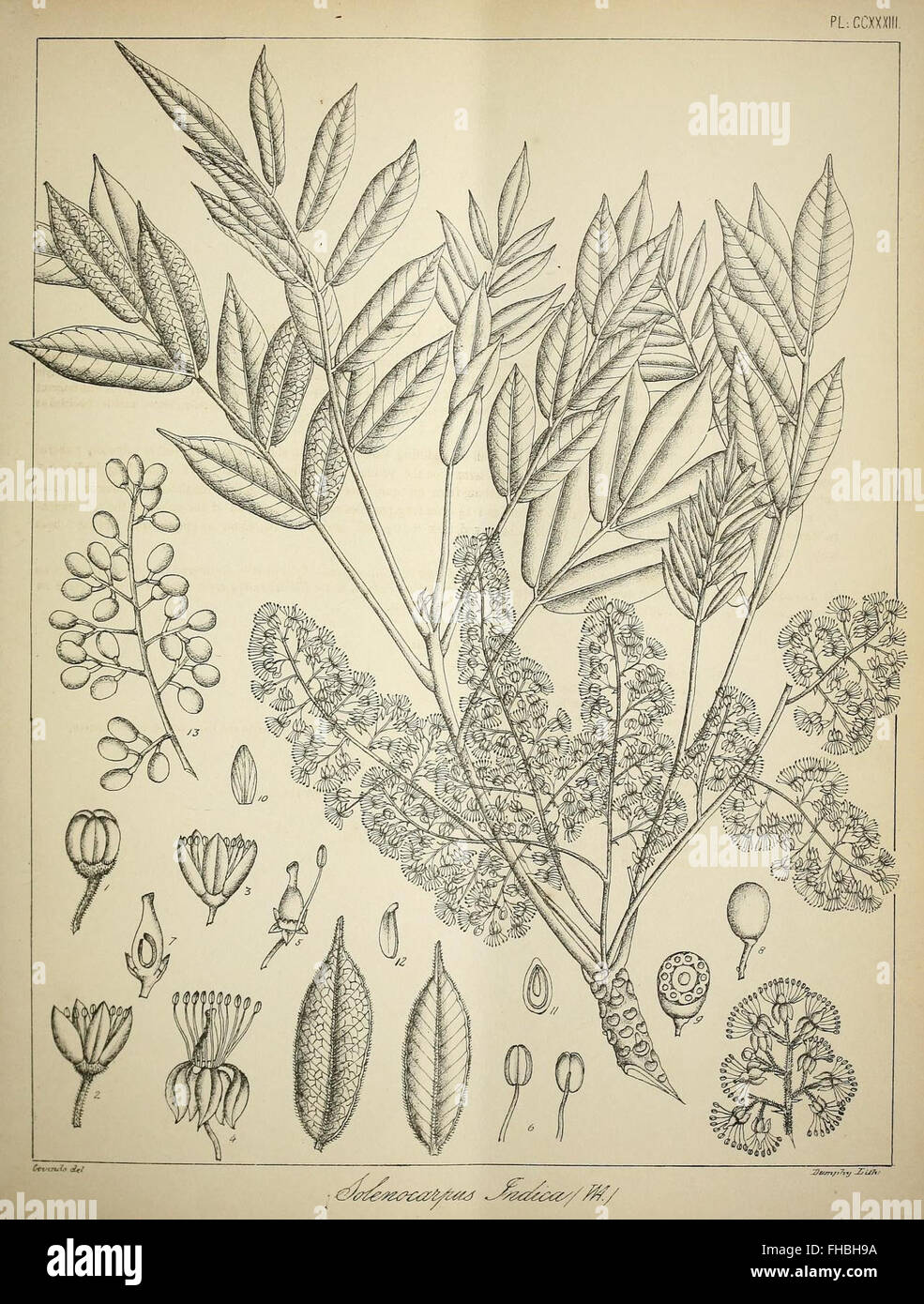 Botany India Pictorial works Smithsonian Libraries Trees Stock Photo ...