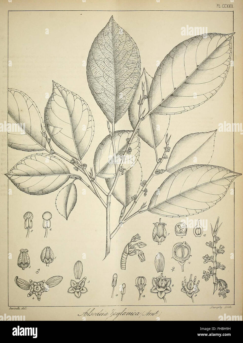 A botanical work documenting the forest flora of Southern India ...