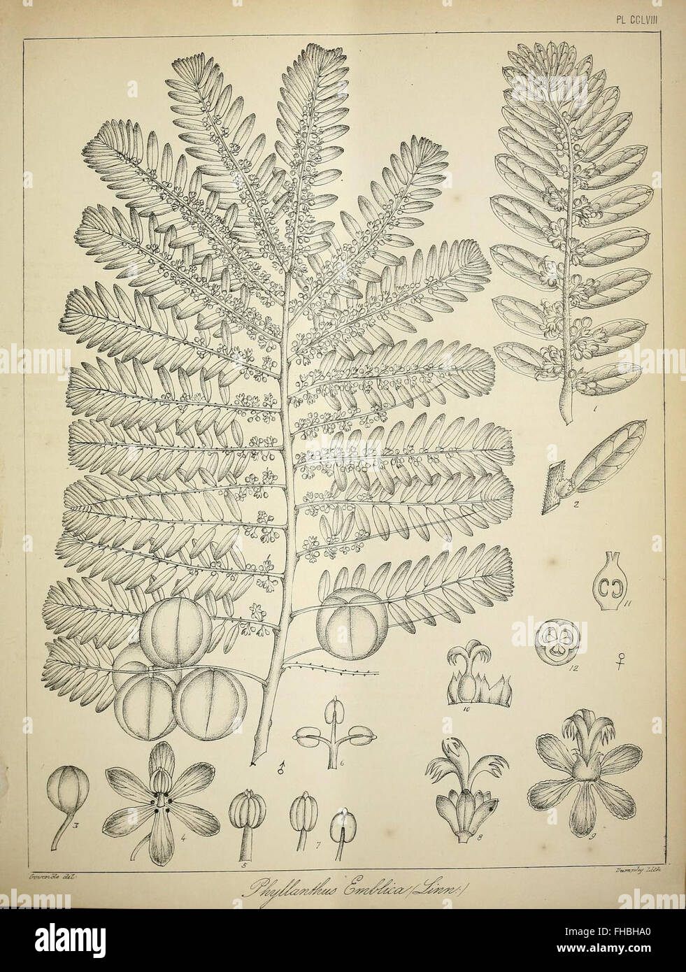 A botanical work on the flora of southern India, featuring detailed ...
