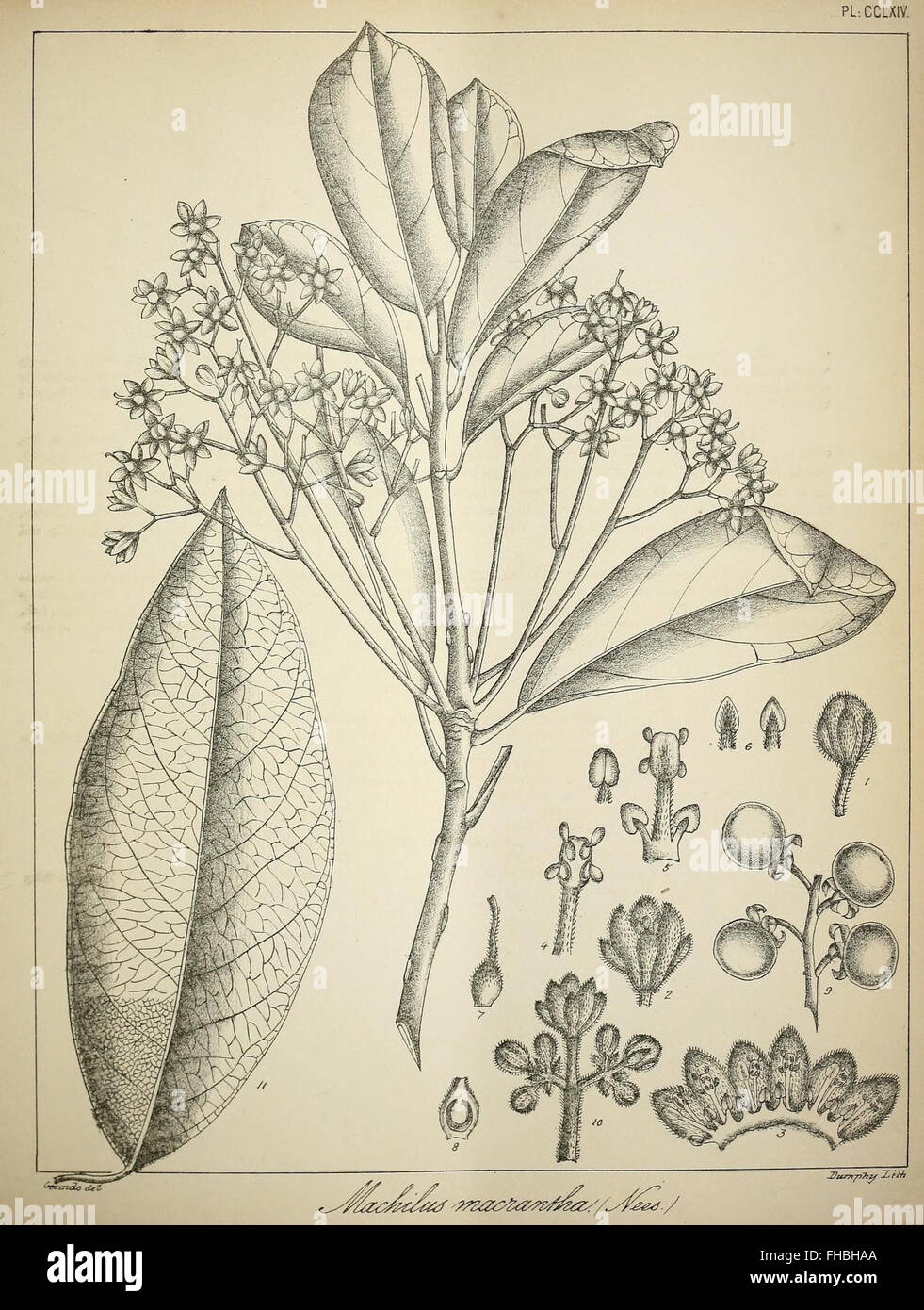 The flora sylvatica for southern India, Botany India Pictorial works ...