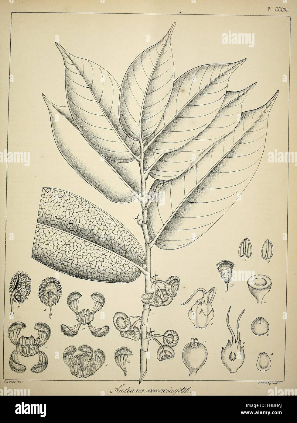 The flora sylvatica for southern India, Botany India Pictorial works ...