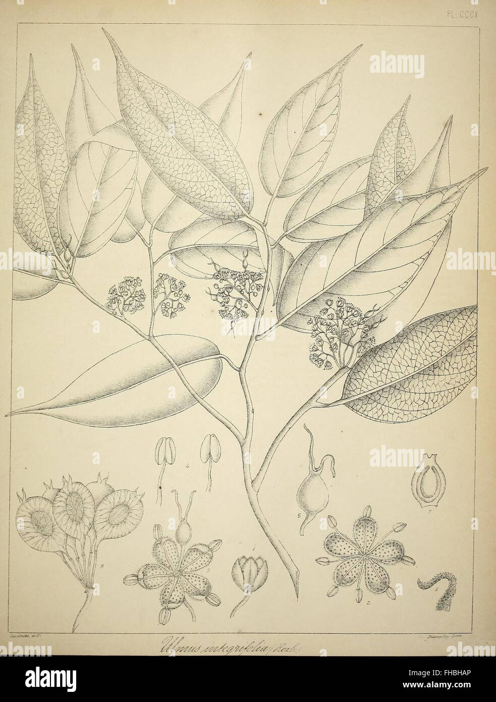 The Flora Sylvatica for Southern India, a botanical reference ...