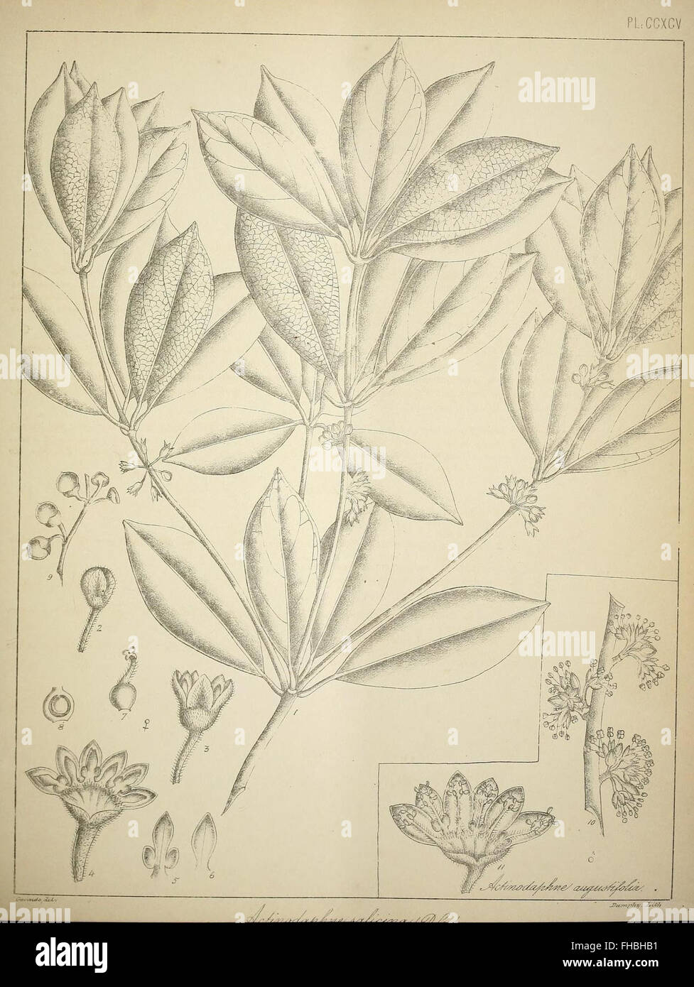 A botanical guide to the trees of southern India, providing detailed ...