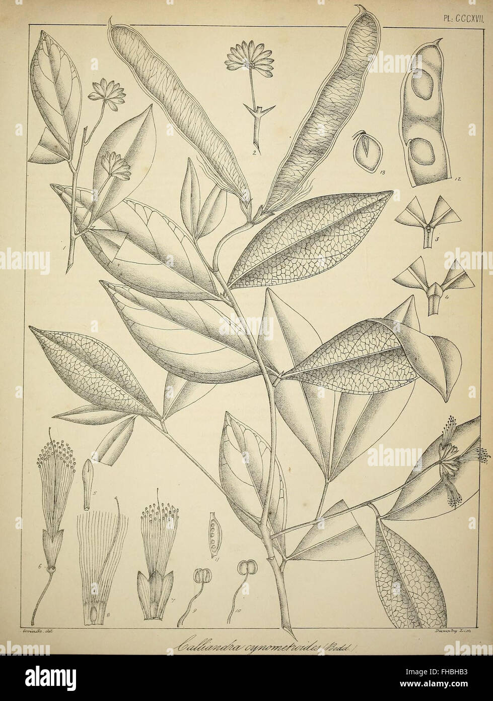 The Flora Sylvatica for Southern India, Botany, India, Pictorial works ...